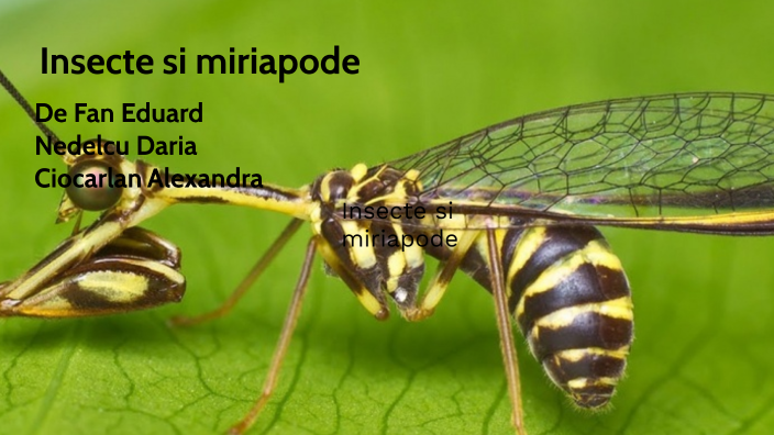 Insecte si miriapode by Eduard Fan on Prezi