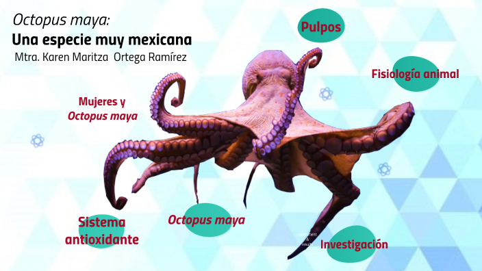 Octopus maya:una especie muy mexicana by Karen Ortega on Prezi