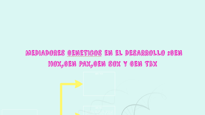 MEDIADORES GENETICOS EN EL DESARROLLO :GEN HOX,GEN PAX,GEN S by Nadir ...