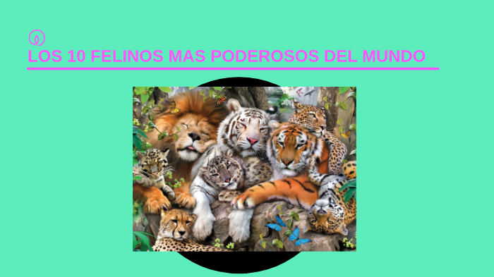 10 felinos mas poderosos del mundo by Andrea Peñaranda Noguera