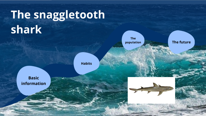 The snaggletooth shark by Magnús Máni Sigurgeirsson on Prezi
