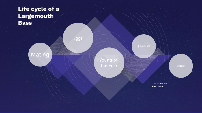 Life Cycle of a Largemouth Bass by Charles Harlow on Prezi