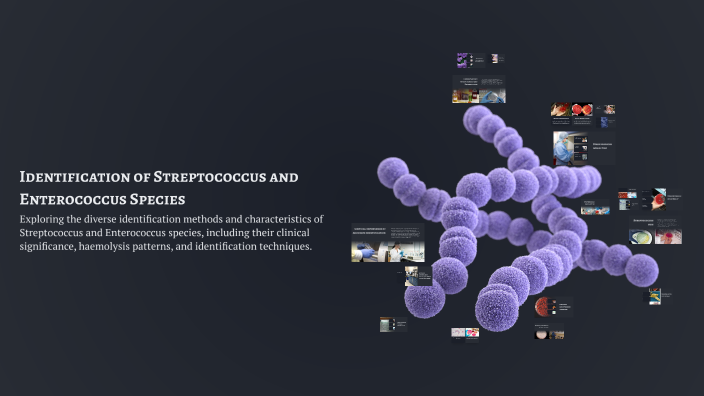 Identification of Streptococcus and Enterococcus Species by Marios ...