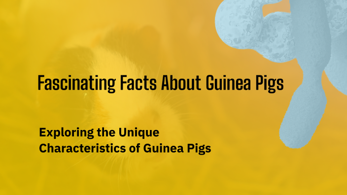 Fascinating Facts About Guinea Pigs by Braxton Hardy on Prezi