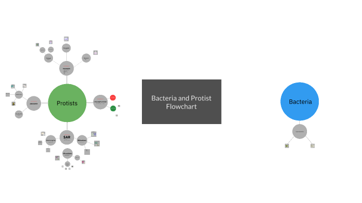 Bacteria and Protist Flowchart by Isabella Zook on Prezi