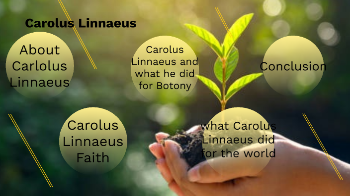 Assignment about Carolus Linnaeus by Morgan Prows on Prezi