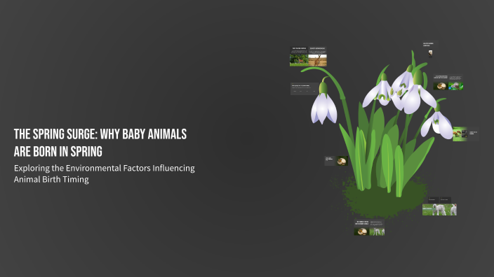 The Spring Surge: Why Baby Animals are Born in Spring by Olivia Rolls ...