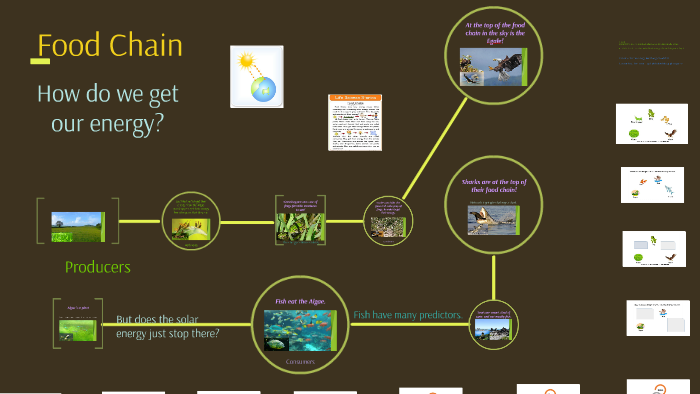 3rd grade food chain by Angela Mathina on Prezi
