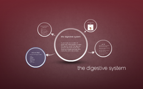 the digestive system by amy hardiman on Prezi