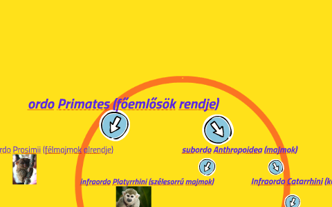 ordo Primates by Géza Géza on Prezi