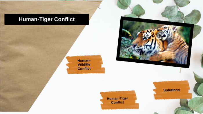 Human-Tiger Conflict by Riya Patel on Prezi