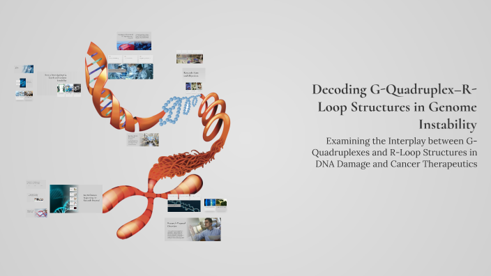 Decoding G-Quadruplex–R-Loop Structures in Genome Instability by Zainab ...