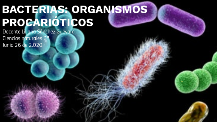 BACTERIAS: ORGANISMOS PROCARIÓTICOS by Liliana Sánchez on Prezi
