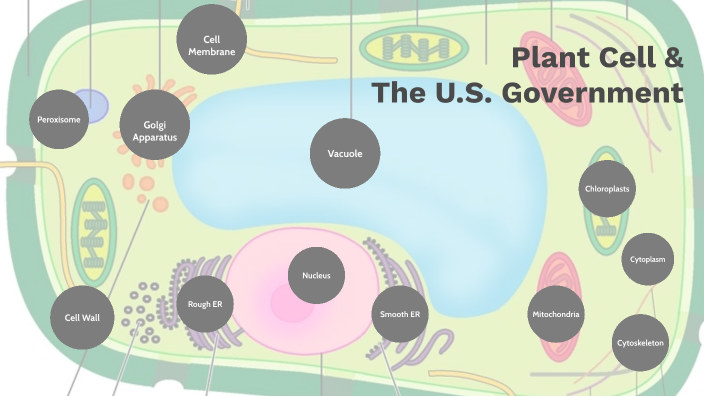 The Plant Cell and the U.S. Government by Camille Johnson on Prezi