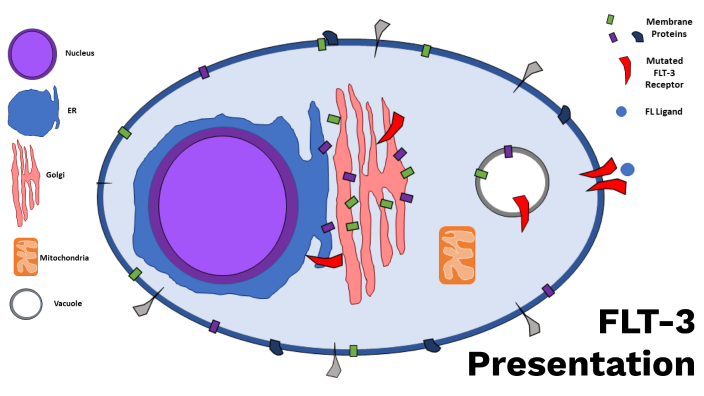 FLT-3 Presentation by Ziao Yin on Prezi