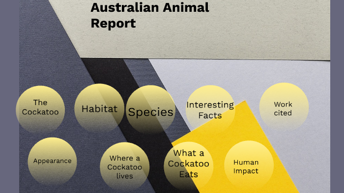 Australian Animal Report by Nevaeh Krycka on Prezi