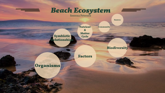 Beach Ecosystem by Seerena Petersen on Prezi