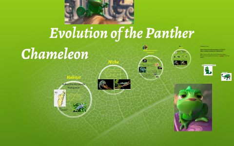 Evolution of the Panther Chameleon by Moon Stone on Prezi
