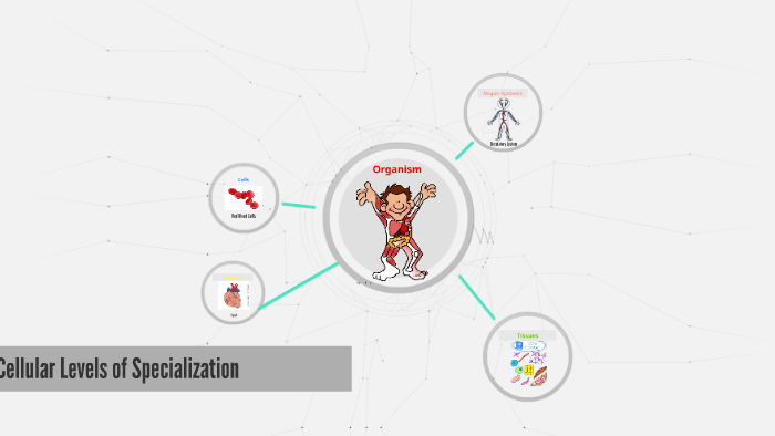 Cellular Levels of Specialization by Carol Dundorf on Prezi