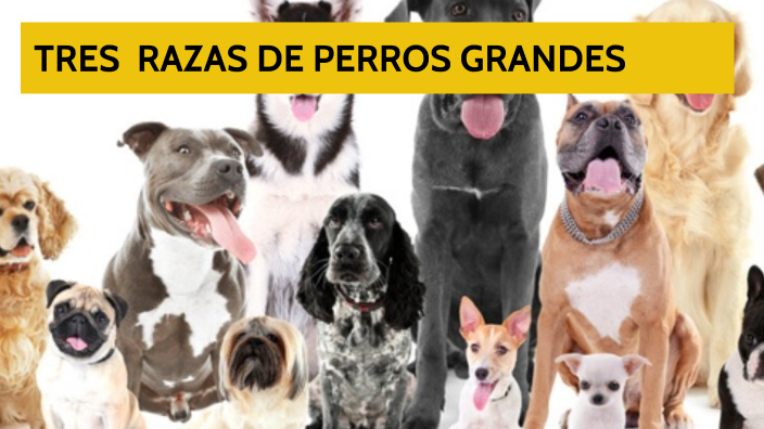 TRES RAZAS DE PERROS GRANDES by ANGELA ARIANA FACIO RIOS on Prezi