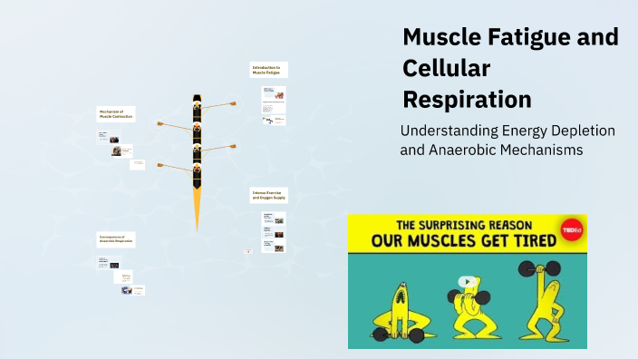 Muscle Fatigue and Cellular Respiration by Michelle Nelson on Prezi