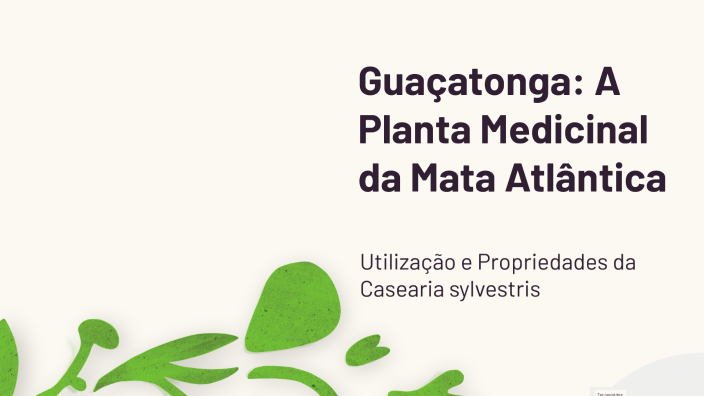 Guaçatonga: A Planta Medicinal da Mata Atlântica by Antonio Vergara on ...
