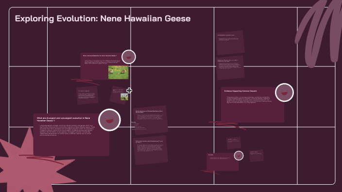 The Evolution of Nene Hawaiian Geese by Symiah Taylor on Prezi