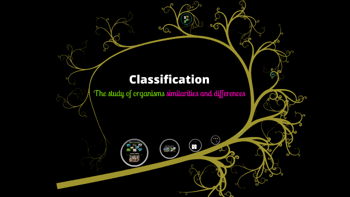 Animal Classification by Kristen Pelkey