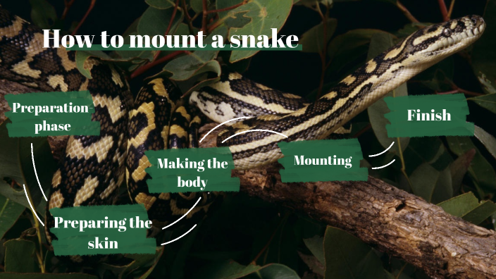 How to mount a snake by nyx _ on Prezi