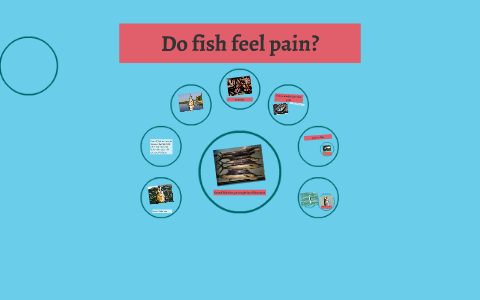 Do fish feel pain? by Robert Herman on Prezi