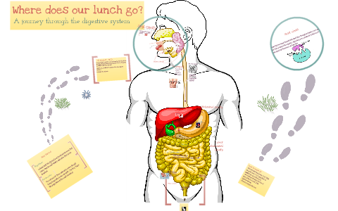 A tour through the digestive system by Trevor Heard