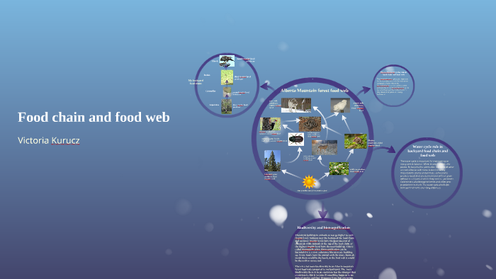 Food chain and food web by Victoria Ann on Prezi