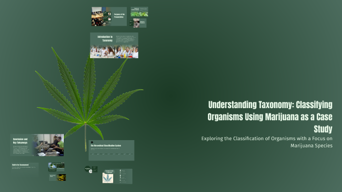 Understanding Taxonomy: Classifying Organisms Using Marijuana as a Case ...