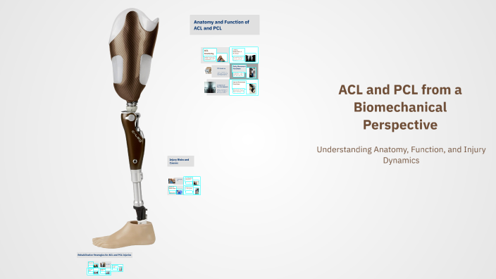 ACL and PCL from a Biomechanical Perspective by Nada Moustafa on Prezi