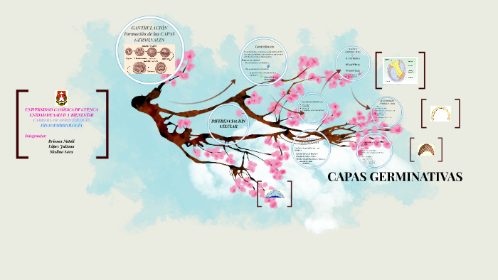 CAPAS GERMINATIVAS by July López on Prezi