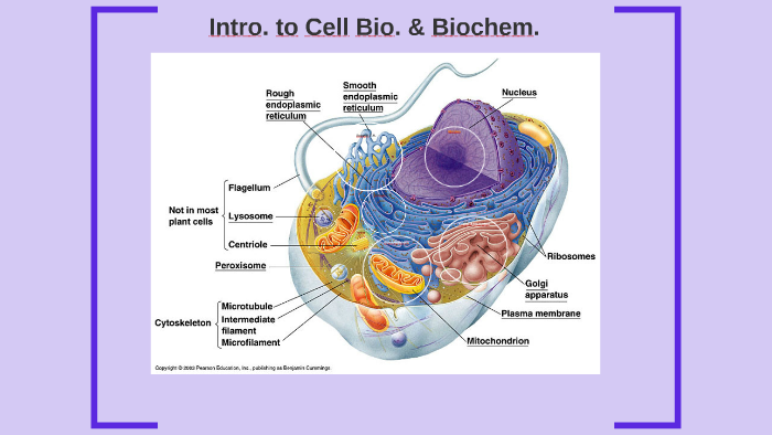 Intro. to Cell Bio. & Biochem. by Summer-Anne Kiernan on Prezi
