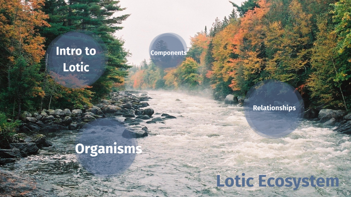 Lotic Ecosystem by Mario Lopez Saldana on Prezi