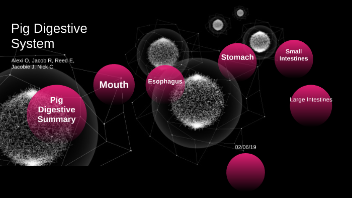 Pig Digestive system by Alexi Odland on Prezi