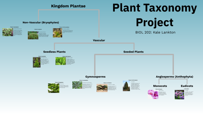 Botany Plant Taxonomy by Kale Lankton on Prezi