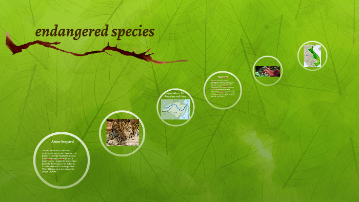 endangered species by Isla Gillespie on Prezi