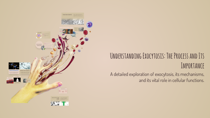 Understanding Exocytosis: The Process and Its Importance by Samuel ...