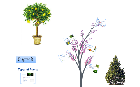Chapter 8 Types of Plants Chun by James Chun on Prezi