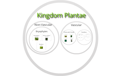 Plants Concept Map by Alvin Zhang on Prezi