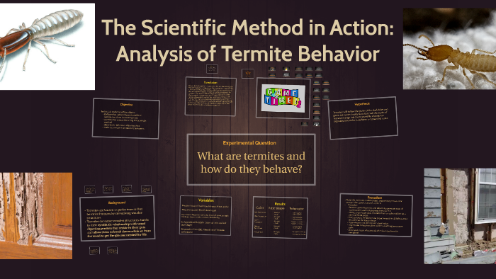 Exercise 10: The Scientific Method in Action - Analysis of Termite ...