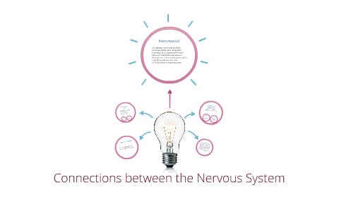Connections between the Nervous System by Erin Hayes on Prezi