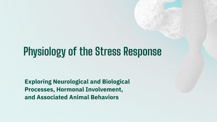 Physiology of the Stress Response by Christine Rudd on Prezi