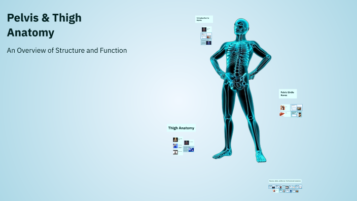Pelvis & Thigh Anatomy by Ryan Nunn on Prezi