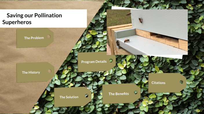 Bringing Back Bees by Matthew Wilson on Prezi
