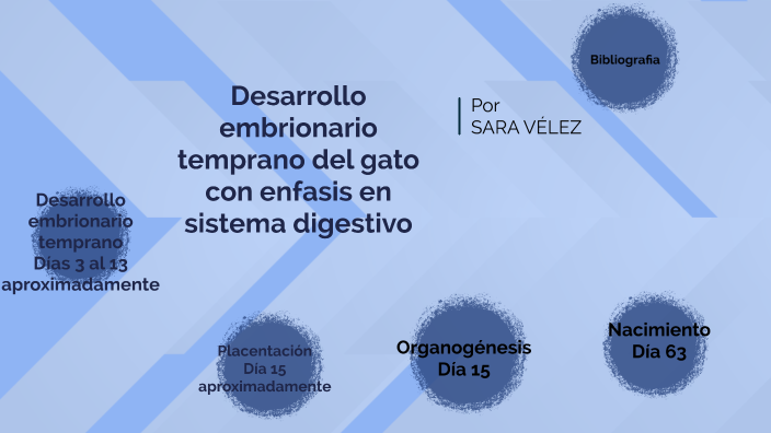 Embriología felina by SARA CAMILA VELEZ HURTADO on Prezi
