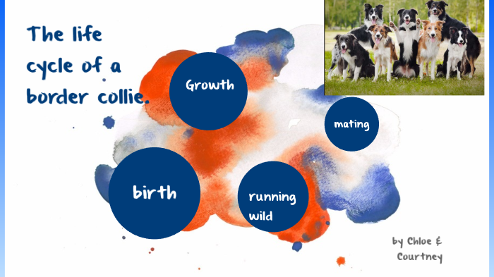 what is the life cycle of a border collie by Courtney Brienesse on Prezi